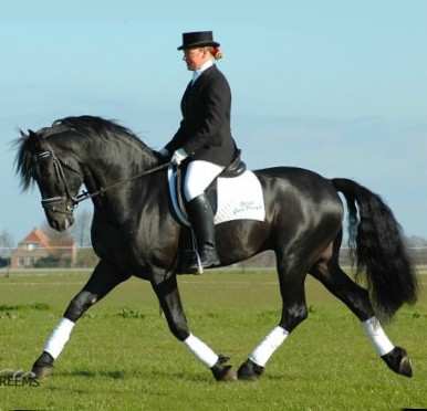 Friesian Heritage & Sporthorse News & Promotions